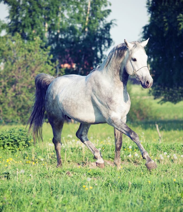 Cavallo Arabo Grigio Nel Movimento Immagine Stock - Immagine di equino ...