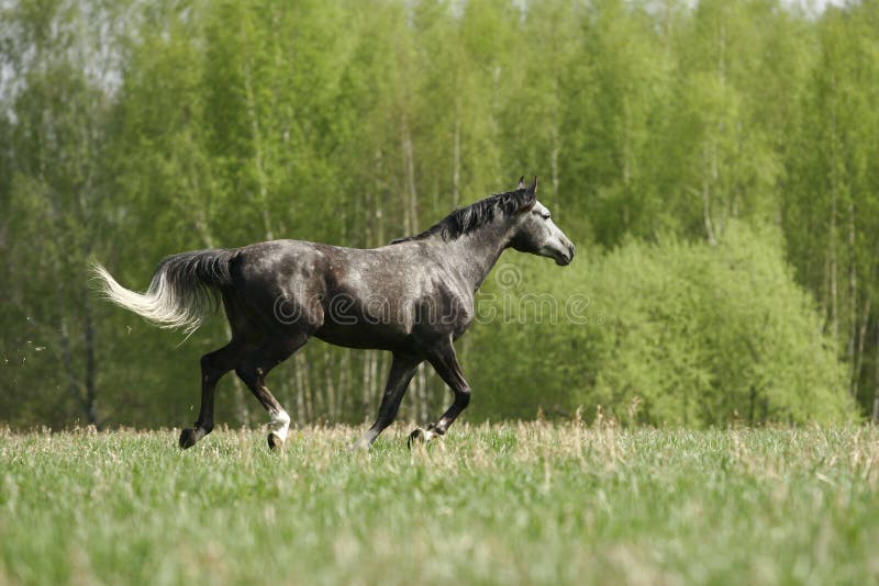 Cavallo con le macchie fotografia stock. Immagine di nero - 36386118