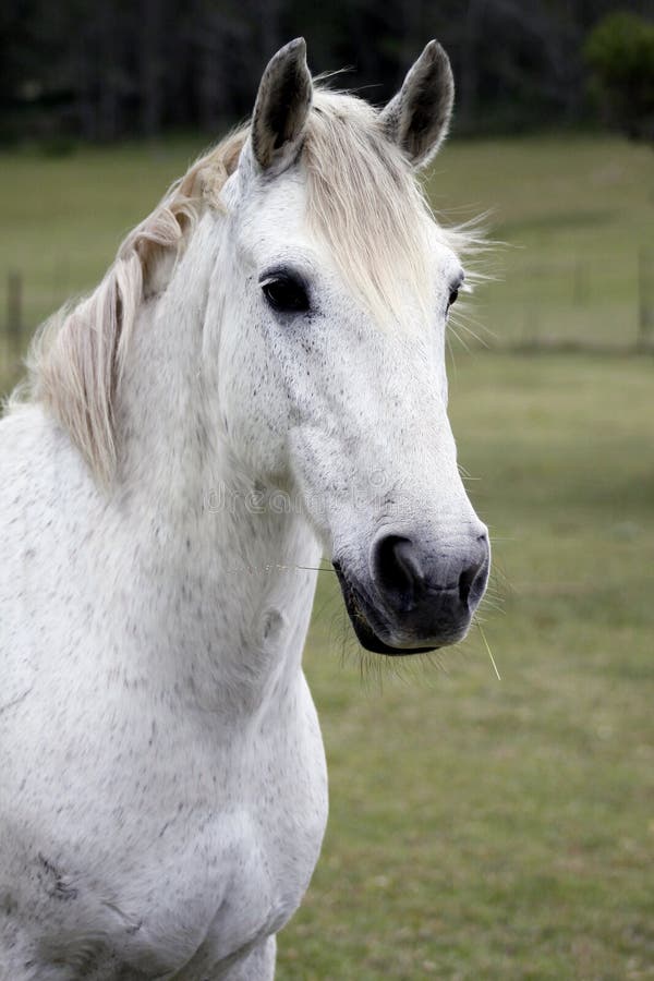 Cavallo bianco fotografia stock. Immagine di bellezza - 12972590