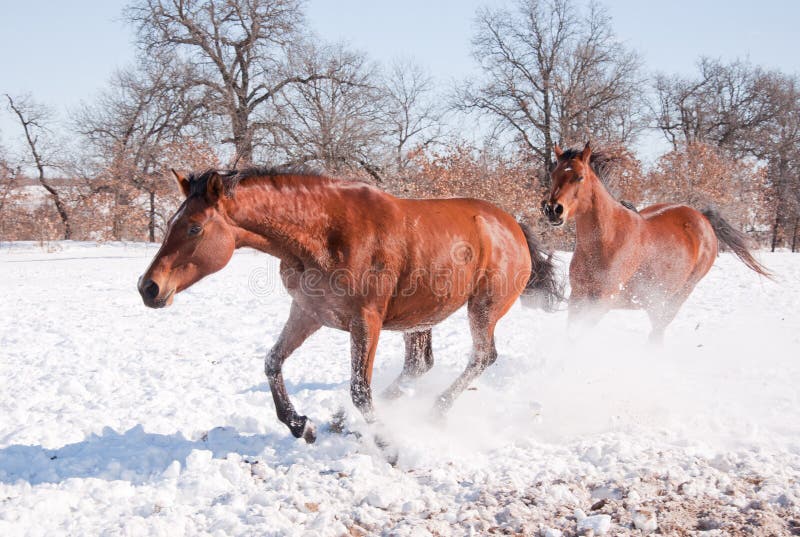 Cavallo Che Fa Una Fermata Scorrevole Dura Immagine Stock - Immagine di ...