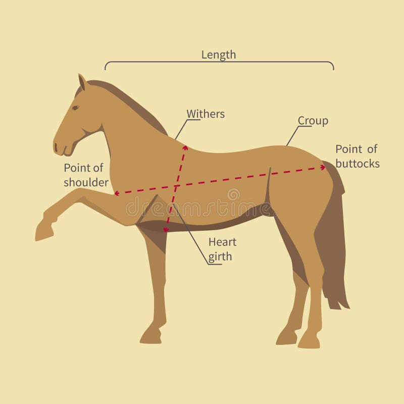 Anatomia Del Cavallo - Muscoli Illustrazione di Stock - Illustrazione ...