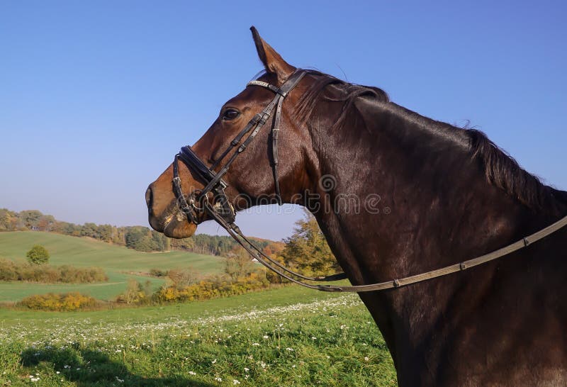 Cavallo con redini fotografia stock. Immagine di apparecchiatura ...