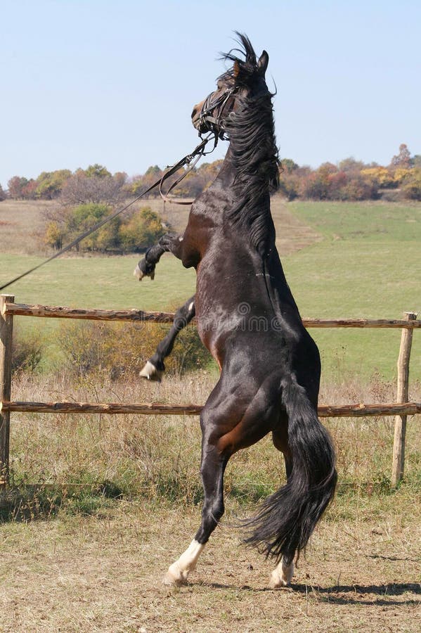 Cavallo da sella del Brown immagine stock. Immagine di vincitore - 9649709