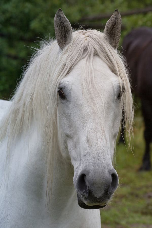 Cavallo Da Tiro Percheron Bianco Fotografia Stock - Immagine di cavalla ...