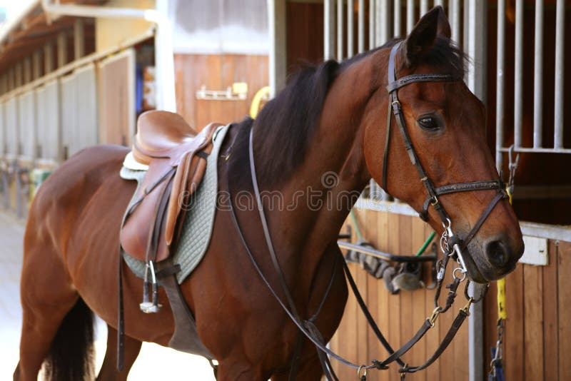 Cavallo Del Brown Con La Sella E Le Redini Fotografia Stock - Immagine ...