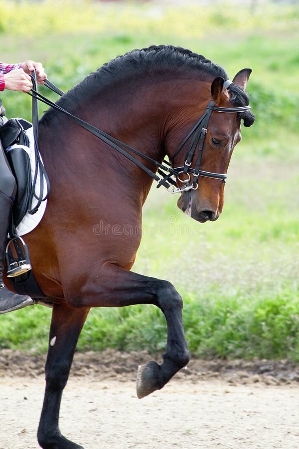 Cavallo Dell'andaluso Di Brown Fotografia Stock - Immagine di treccia ...