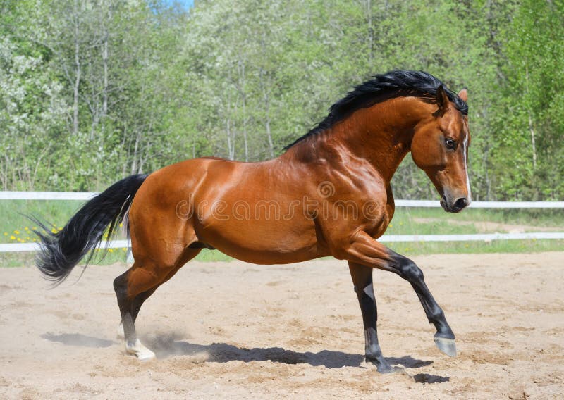 Cavallo Sauro Di Razza Equina Ucraina Immagine Stock - Immagine di ...