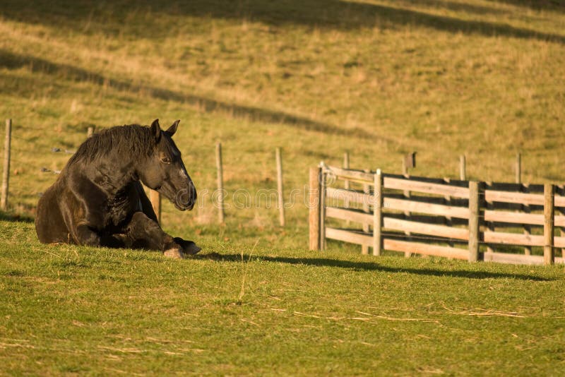 Cavallo Percheron Sdraiato in Un Campo Fotografia Stock - Immagine di ...