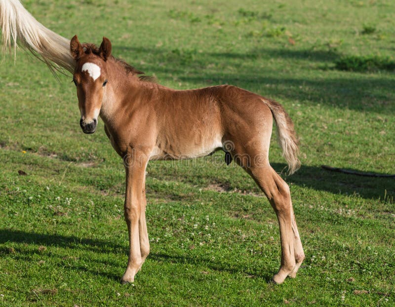 Cavallo e puledro fotografia stock. Immagine di lago - 35119138