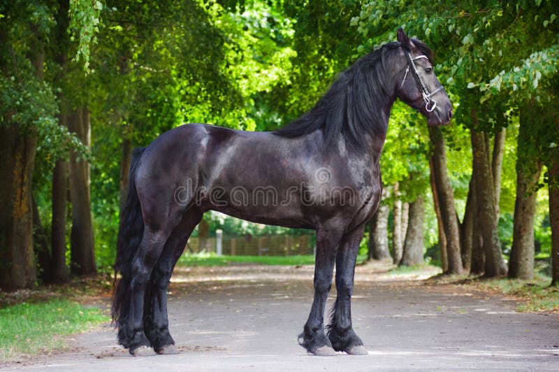 Bello Cavallo Frisone Che Sta All'aperto Immagine Stock - Immagine di ...