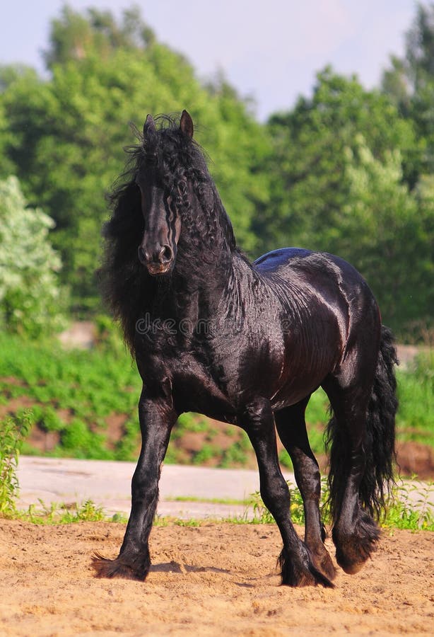 Cavallo Frisone Con Funzionamento Del Puledro Fotografia Stock ...