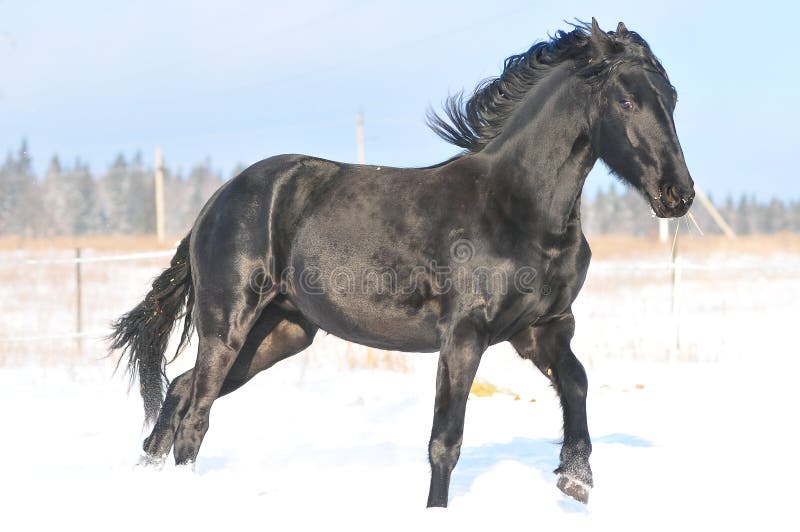 Cavallo Frisone Bianco Foto Stock - Download 202 Royalty Free Photos