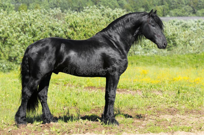 Cavallo frisone nero immagine stock. Immagine di nazionale - 16017547
