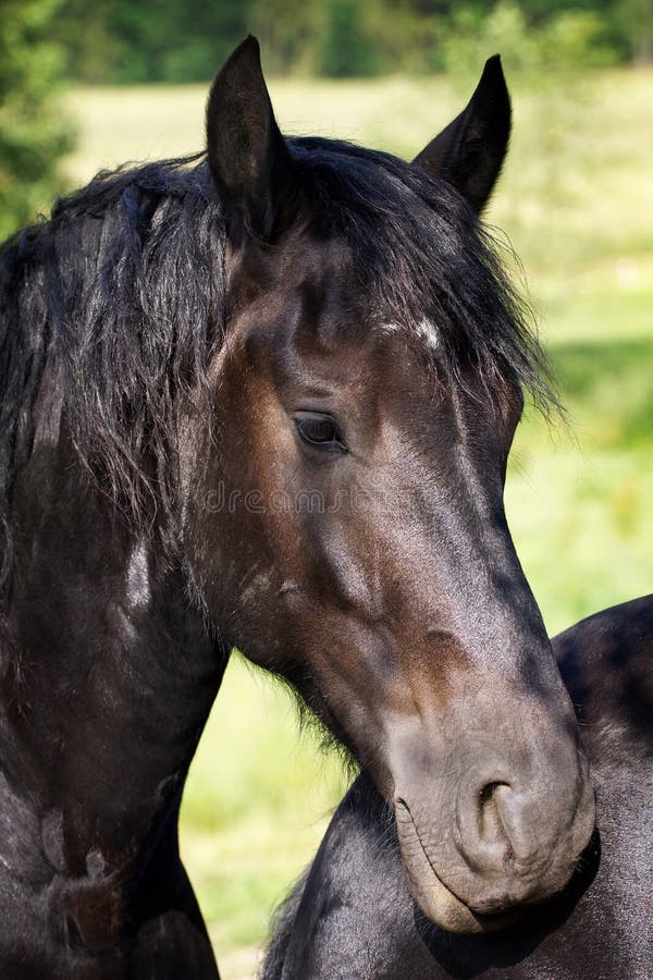 Funzionamento Frisone Nero Dello Stallone Fotografia Stock - Immagine ...
