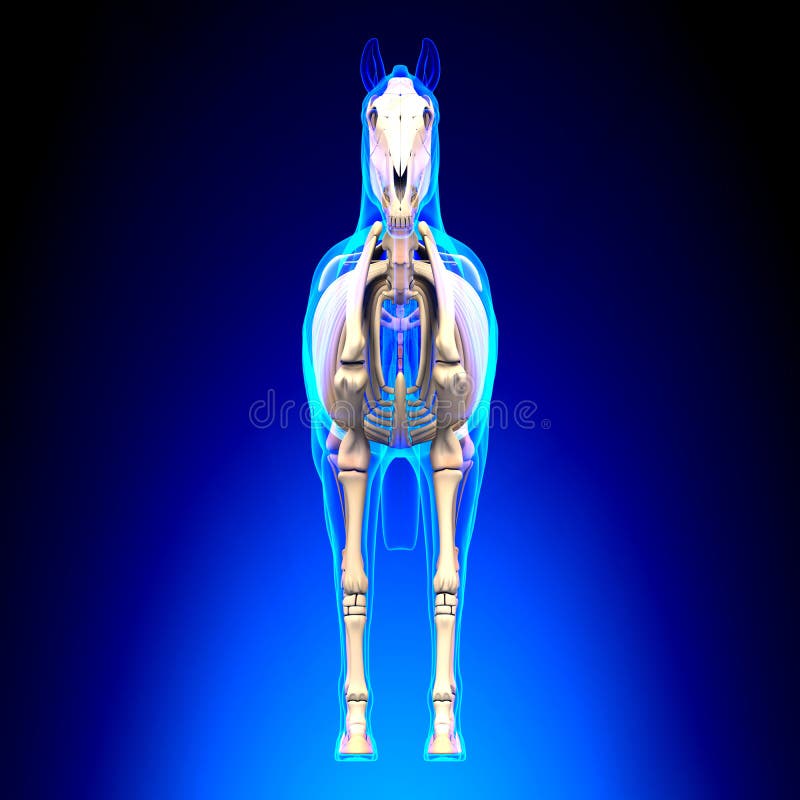 Cavallo Front View Di Scheletro - Anatomia Di Equus Del Cavallo - Su ...
