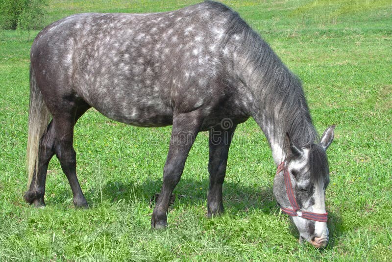 Cavallo pezzato al pascolo immagine stock. Immagine di antecedenti ...