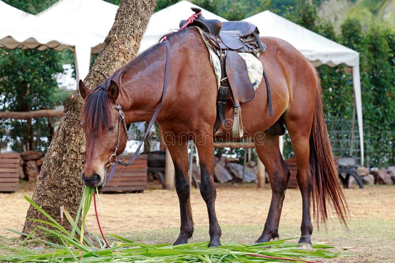 Cavallo nello zoo immagine stock. Immagine di bocca, naturalizzato ...