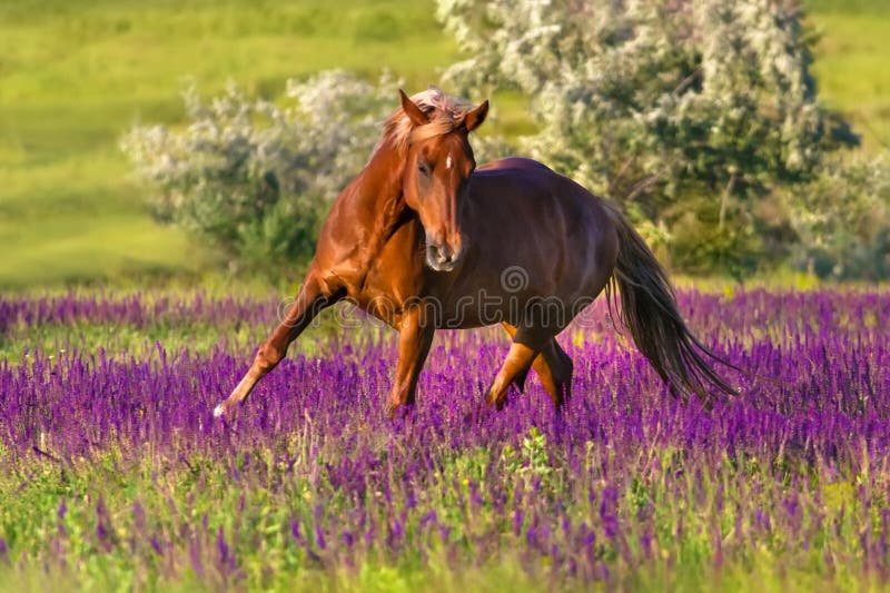 Cavallo rosso in fiore fotografia stock. Immagine di campo - 72894102