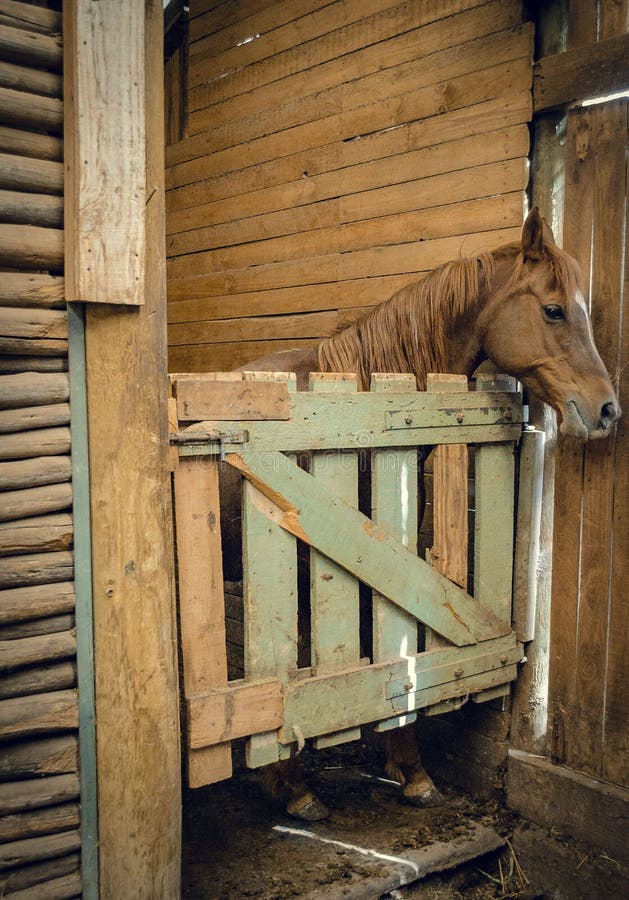 Cavalli nella stalla immagine stock. Immagine di paese - 13533621
