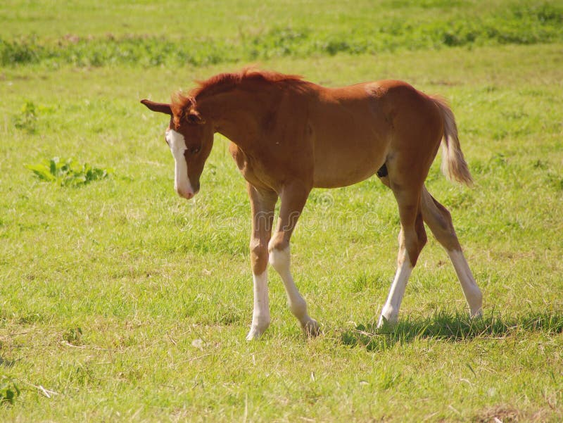 Potro selvagem foto de stock. Imagem de capa, liberdade - 913072