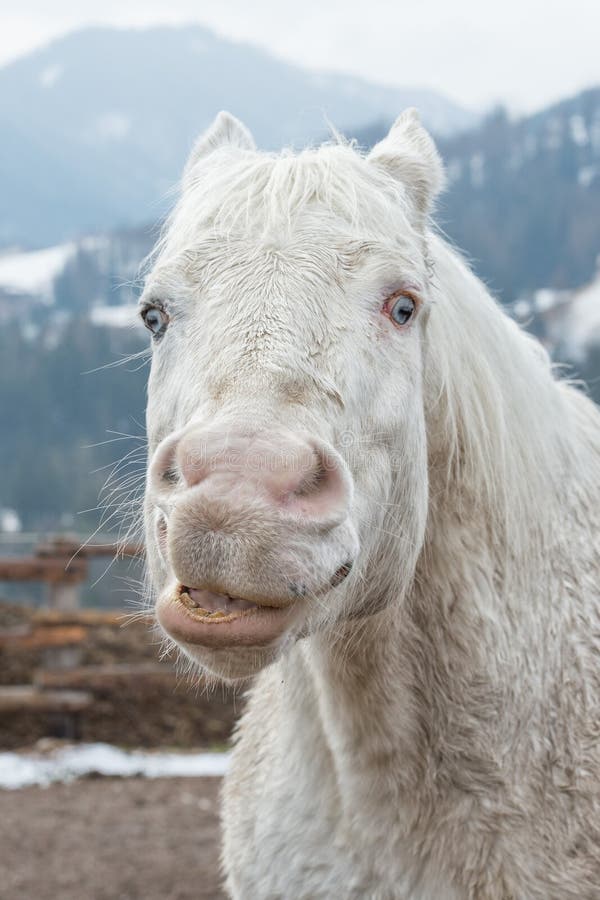 Cavalo branco louco imagem de stock. Imagem de pônei - 51826259