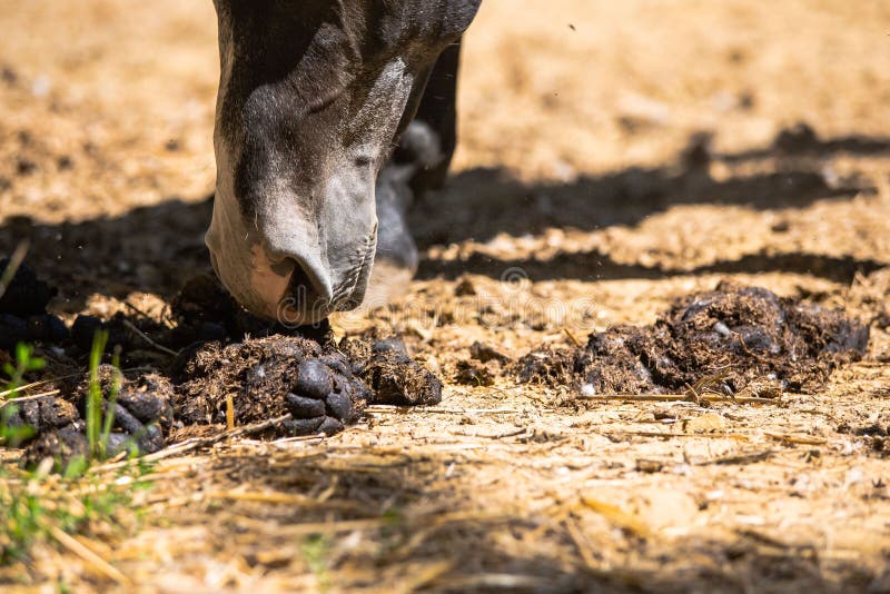 Cavalo cheirando as fezes foto de stock. Imagem de urbano - 258802554