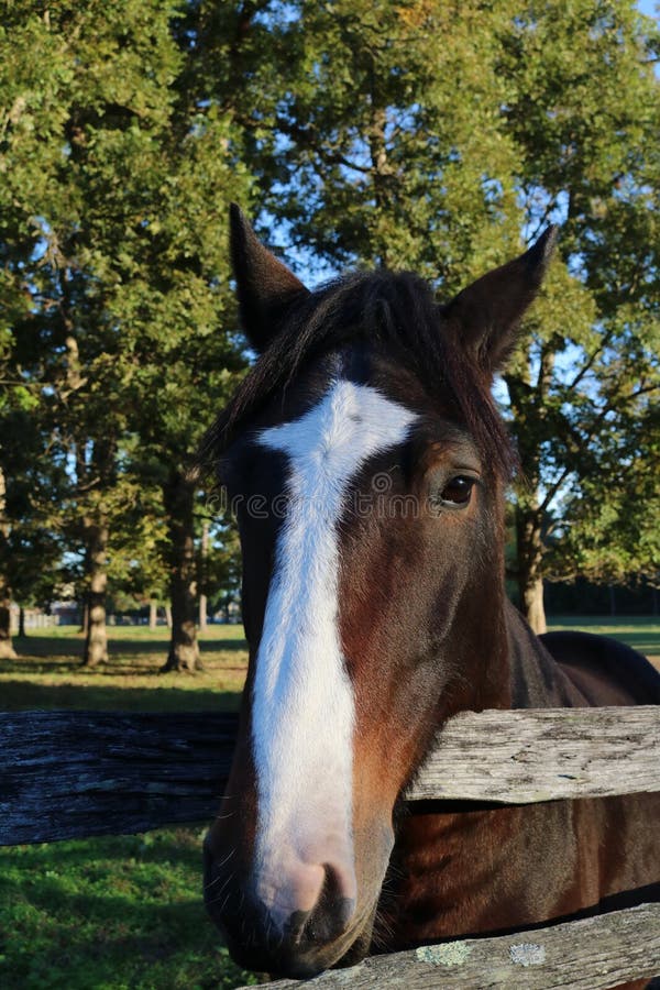 Cavalo Colonial De Williamsburg Em Um Pasto Foto de Stock - Imagem de ...