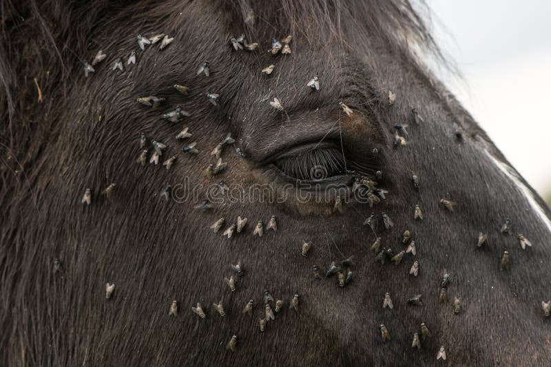 Cavalo Com Lotes Da Mosca Na Cara Foto de Stock - Imagem de olho ...