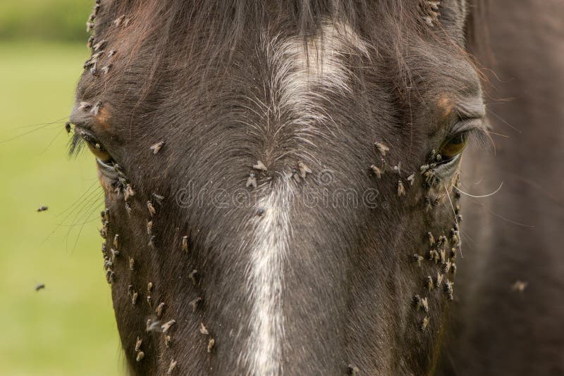 Cavalo Com Muitas Moscas No Rosto E Olhos Foto de Stock - Imagem de ...