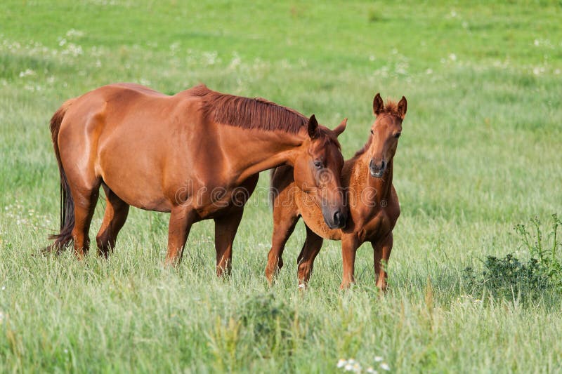 Cavalo pequeno do potro imagem de stock. Imagem de galopante - 55617073