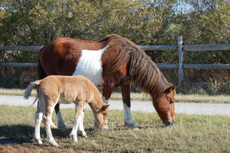 Cavalo Da Matriz Com Seu Potro Foto de Stock - Imagem de potro, costa ...