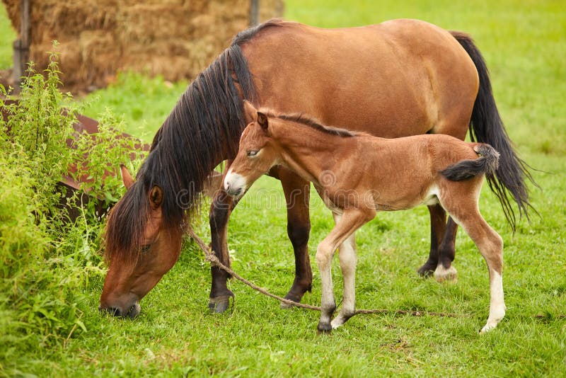 Cavalo De Brown E Potro Marrom No Prado Verde Do Pasto Foto de Stock ...