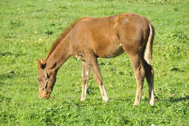 Cavalo do mustang imagem de stock. Imagem de verde, piloto - 49760425