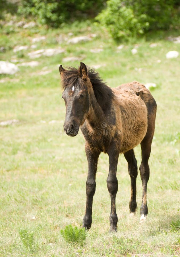 Cavalo do potro imagem de stock. Imagem de equestre, égua - 25663789
