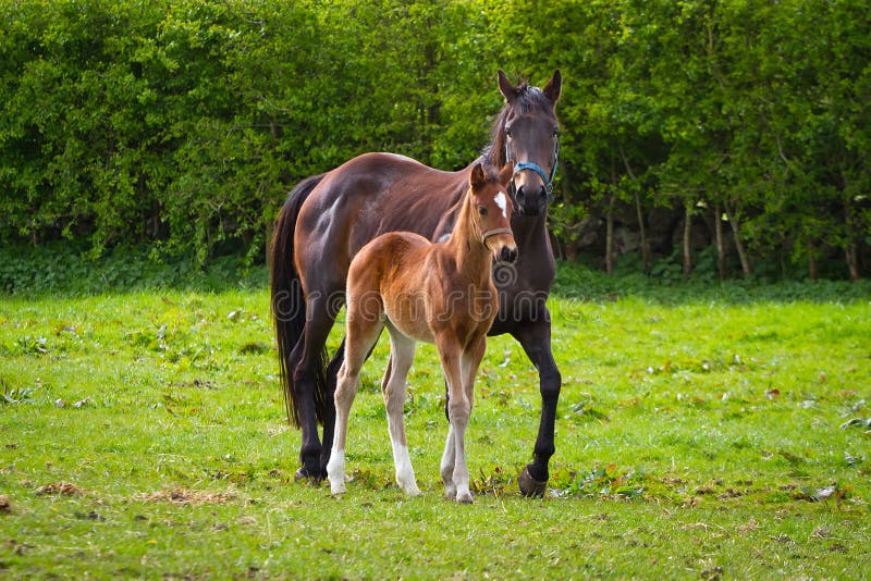 Cavalo e o potro no prado foto de stock. Imagem de equino - 24375718