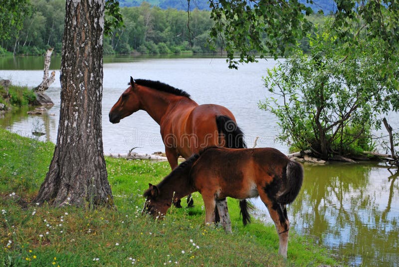 Cavalo e potro foto de stock. Imagem de vidoeiro, grama - 18702412