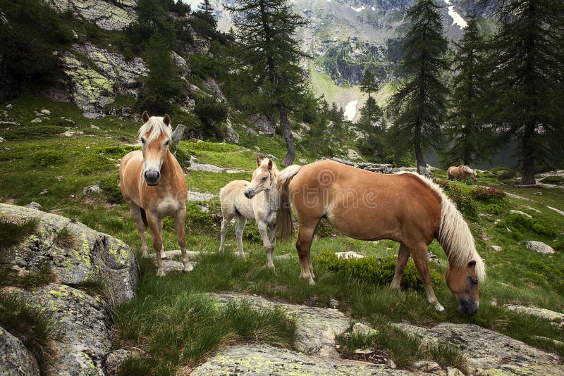 Cavalo e potro foto de stock. Imagem de cultivar, ecologia - 33998922