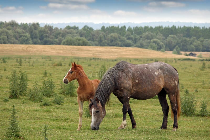 Cavalo e potro imagem de stock. Imagem de doméstico, equestre - 52412159