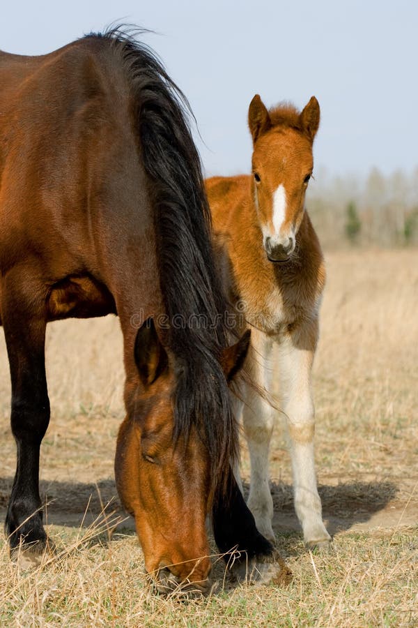 Cavalo E Potro Adultos E Novos Imagem de Stock - Imagem de selvagem ...