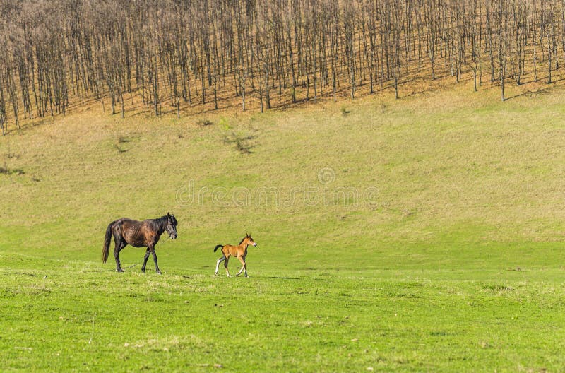 Cavalo e potro em um pasto imagem de stock. Imagem de romênia - 69843969