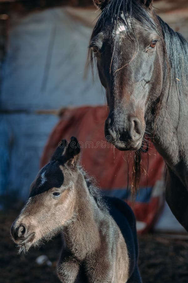 Cavalo E Potro Na Natureza Que Comem a Grama Imagem de Stock - Imagem ...