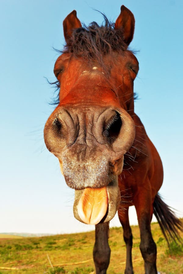 Cavalo Com Um Sentido De Humor Imagem de Stock - Imagem de sportive ...