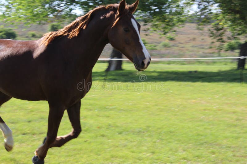 Cavalo Galopando Em Uma Cervejeira Foto de Stock - Imagem de homem ... Cavalo Galopando Em Uma Cervejeira Foto de Stock - Imagem de homem ...