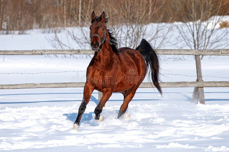 3,788 Fotos de Stock de Cavalo Bonito Que Corre No Inverno - Fotos de ...
