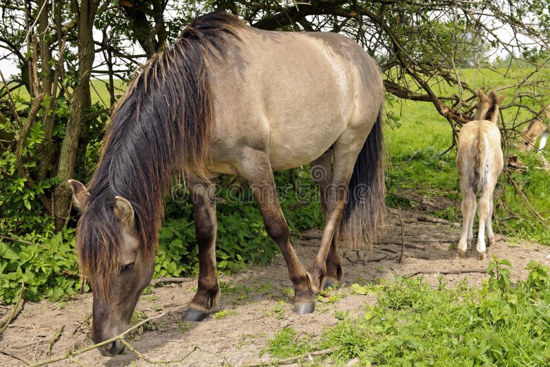 Cavalo selvagem e potro imagem de stock. Imagem de cavalos - 25012851