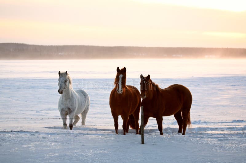 Cavalos Em Um Pasto Do Inverno De Saskatchewan Foto de Stock - Imagem ...