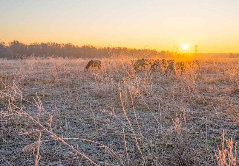 Cavalos No Pantanal Congelado No Nascer Do Sol Foto de Stock - Imagem ...