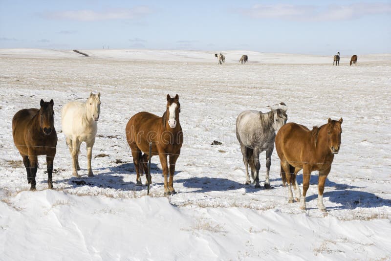 Cavalos no pasto nevado. foto de stock. Imagem de neve - 3184154