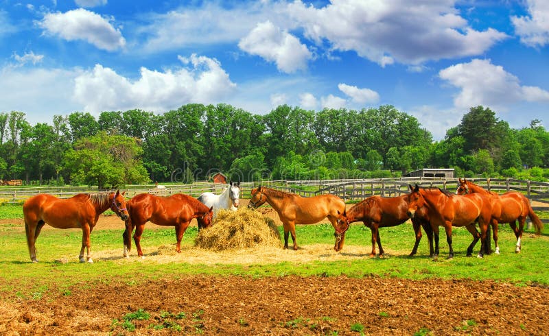 Cavalos no rancho foto de stock. Imagem de cavalo, coma - 2247178