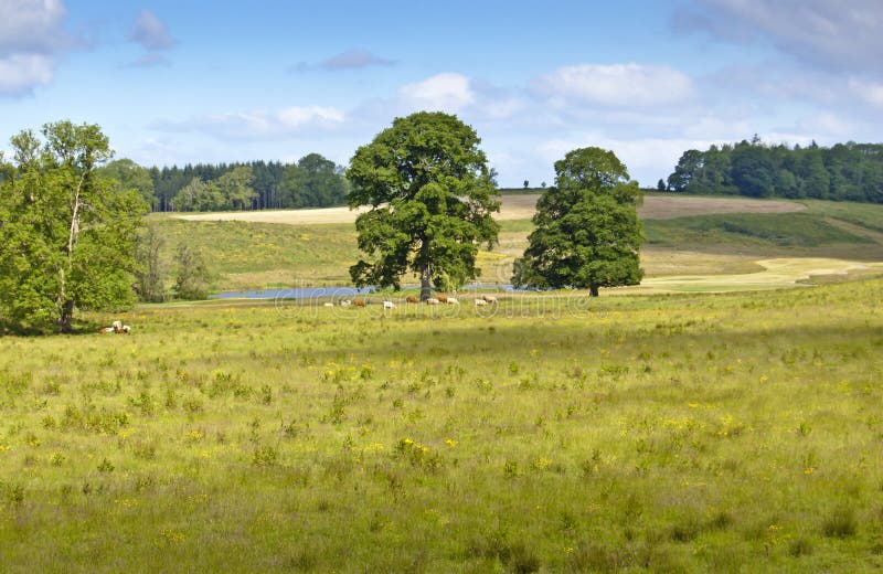 Cavan Pasture stock photo. Image of landscape, field - 17966390
